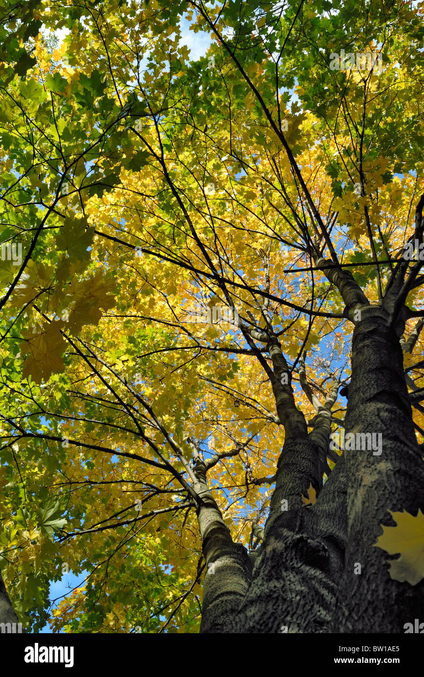 Maple tree canopy hi-res stock photography and images - Alamy