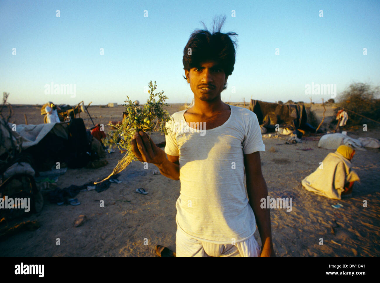Thar Desert India Villager With Wild Pea Plant Stock Photo - Alamy