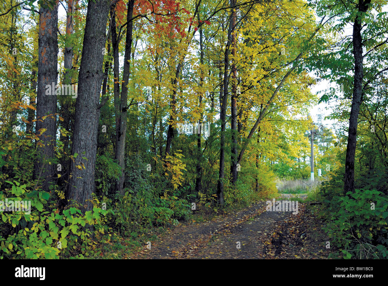 Path through autumn forest Stock Photo - Alamy