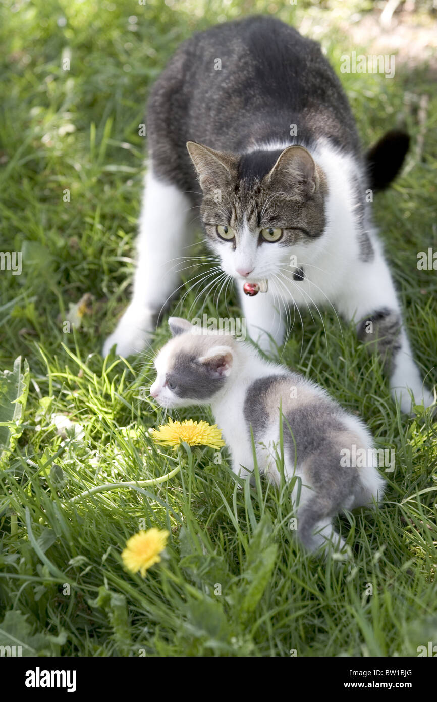 417 216 080 hi-res stock photography and images - Alamy