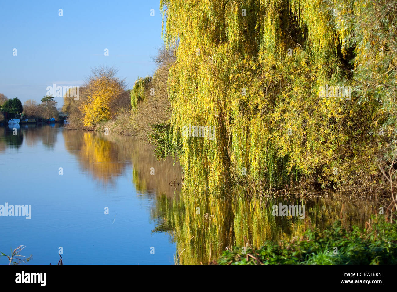 Willow trees riverbank hi-res stock photography and images - Alamy