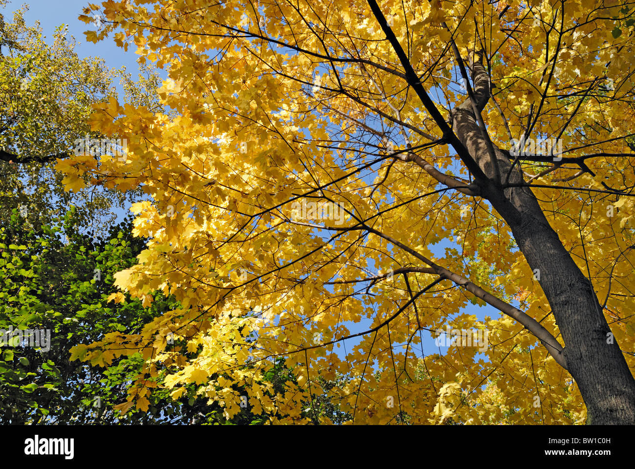 Below the maple hi-res stock photography and images - Alamy