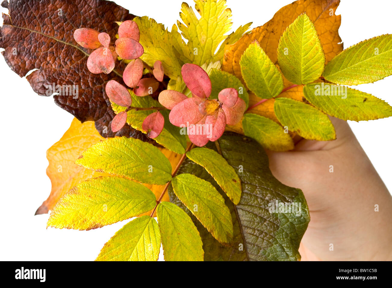 Hand holding autumn leaves collection isolated on white background ...