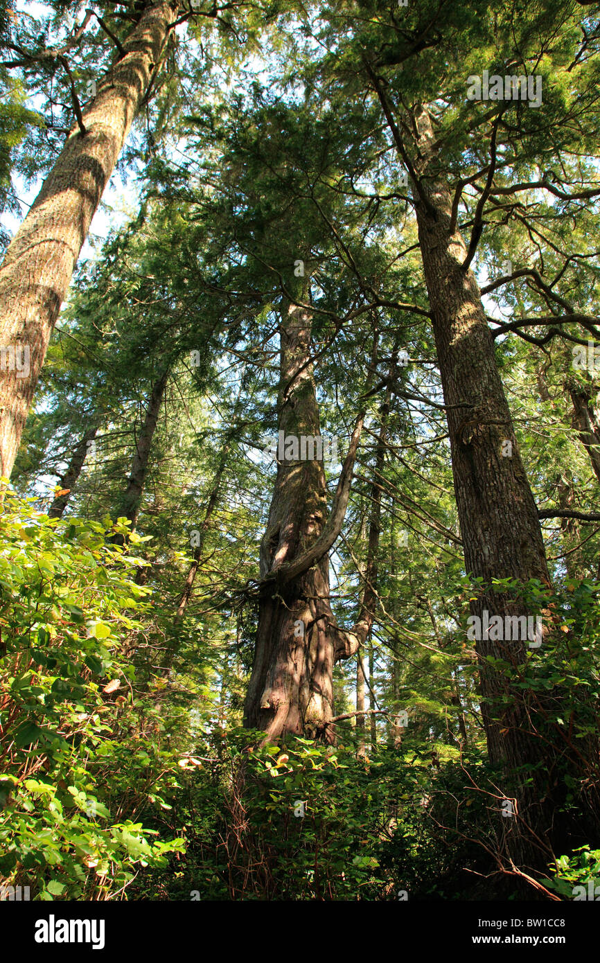 Cedar trees hi-res stock photography and images - Alamy