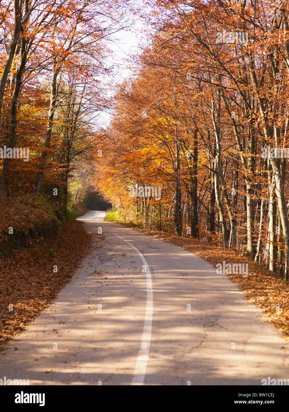 Forest and road in Fall Autumn Stock Photo - Alamy