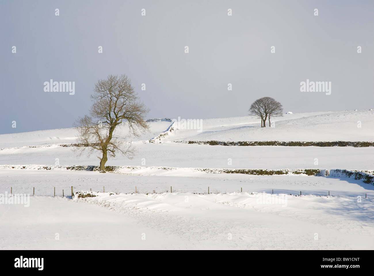 Snowy fields and trees, Wharfedale, Yorkshire Dales National Park ...