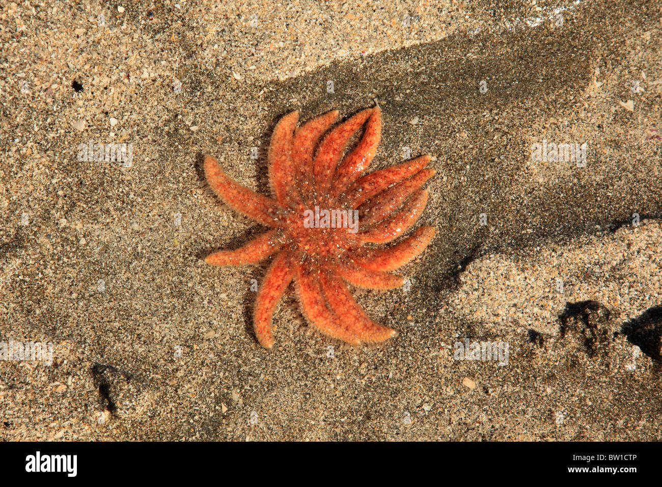 Multi leg seastar hi-res stock photography and images - Alamy