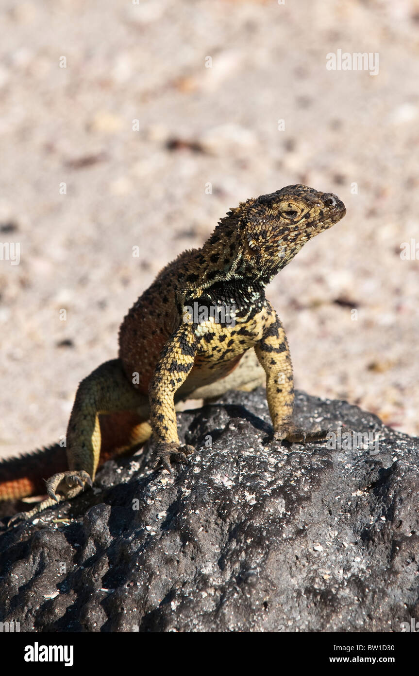 Galapagos Islands, Ecuador. Lava lizard (Microlophus albemarlensis ...