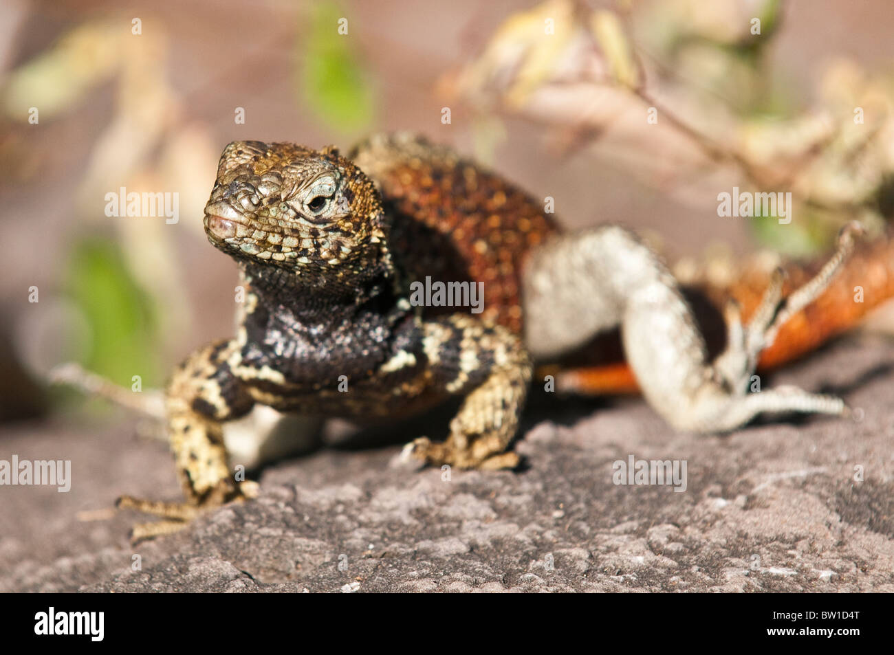 Galapagos Islands, Ecuador. Lava lizard (Microlophus albemarlensis ...