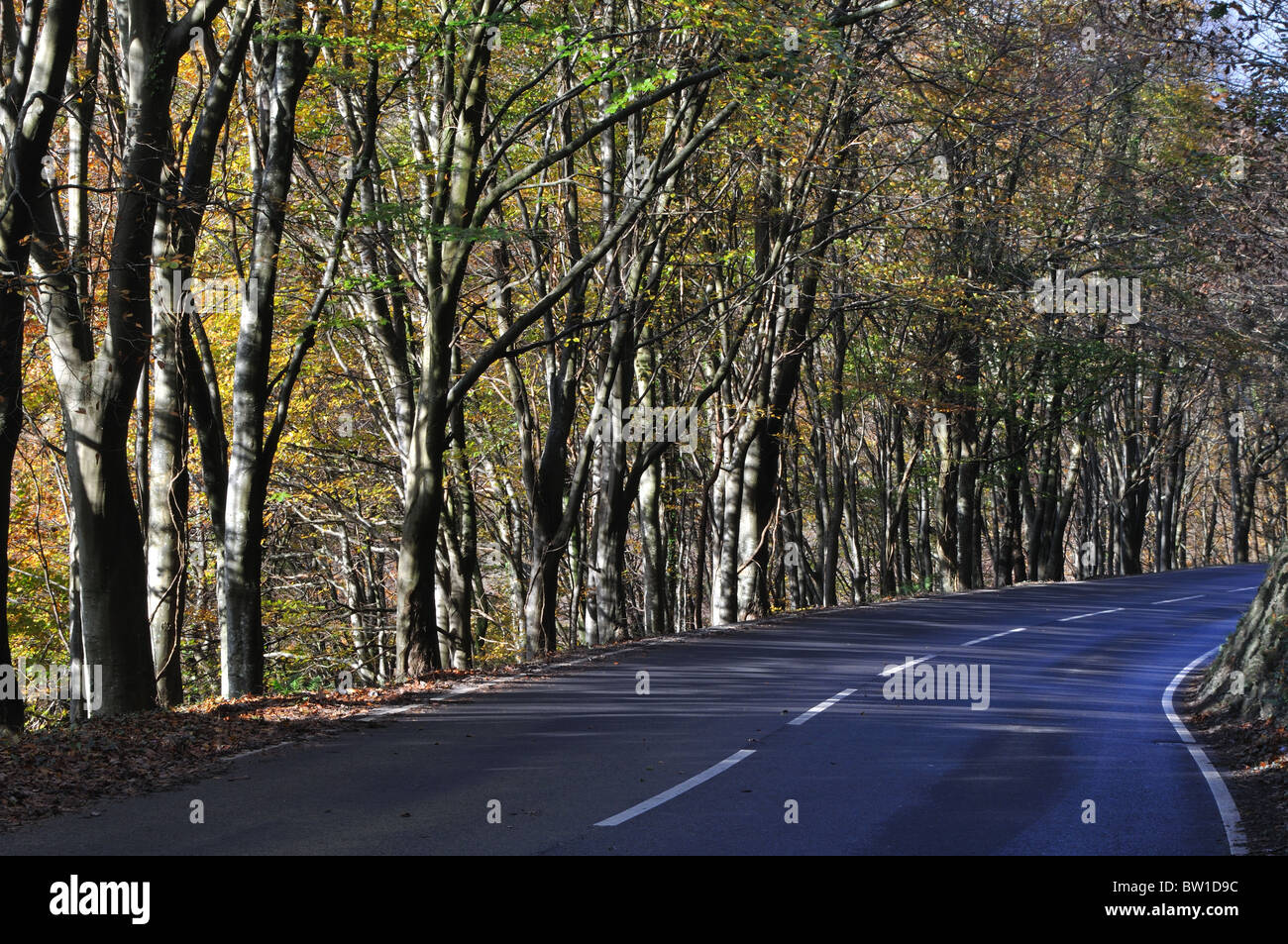Beech trees lining road in fall, autumn Stock Photo - Alamy