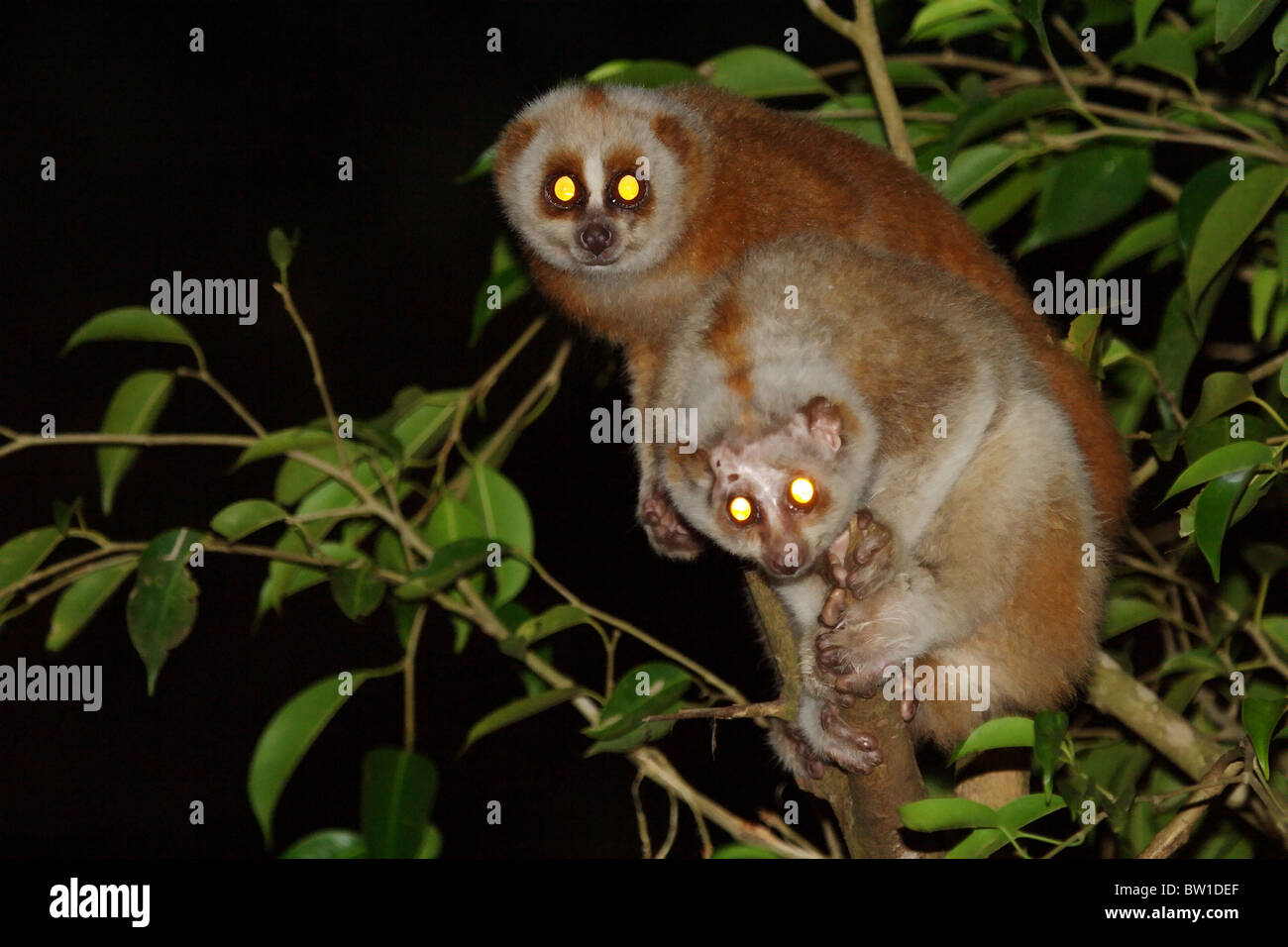Slow loris hi-res stock photography and images - Alamy