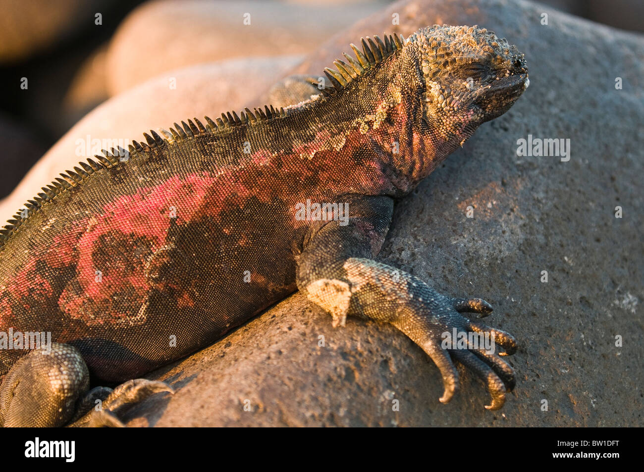 Galapagos Islands, Ecuador. Marine iguana (Amblyrhynchus cristatus ...