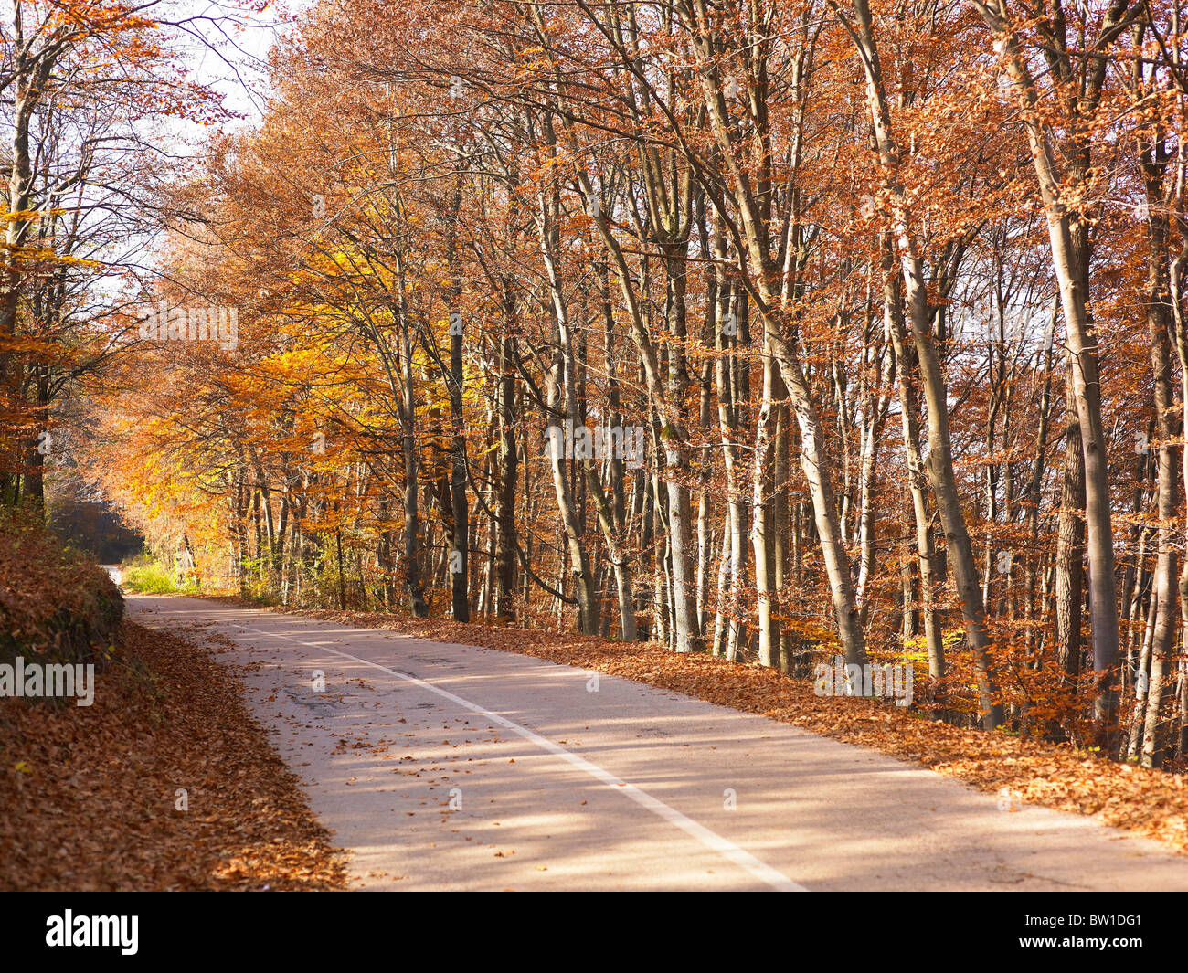 Forest and road in Fall Autumn Stock Photo - Alamy