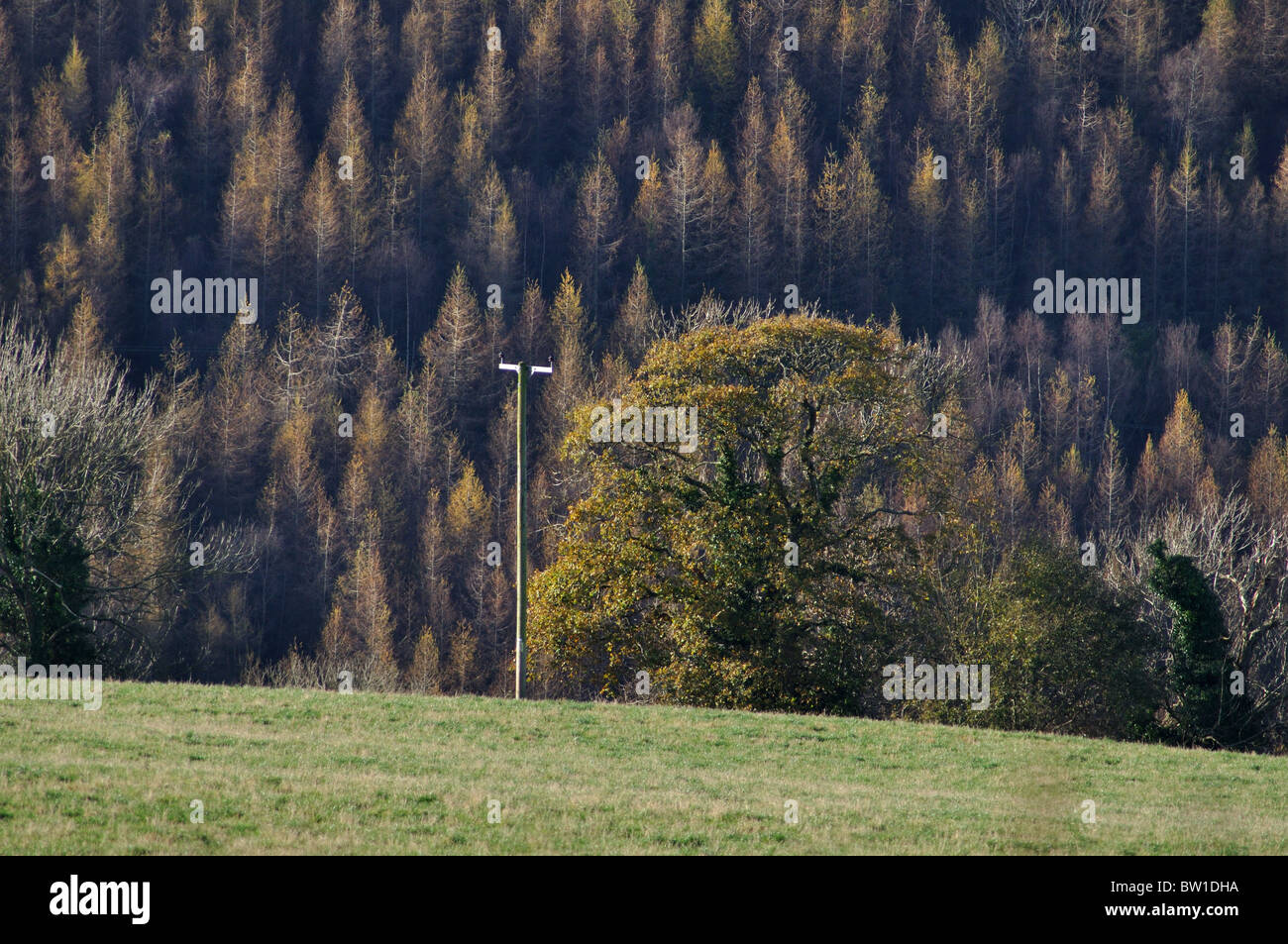 Oak tree and telegraph pole with autumn trees in background, Abercych ...