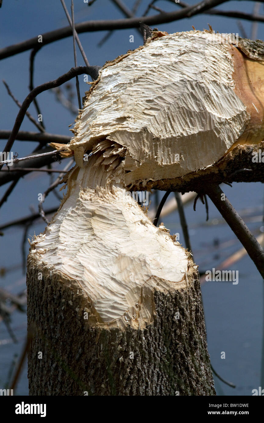 Tree cut down by a beaver along the Boise River, Boise, Idaho, USA ...