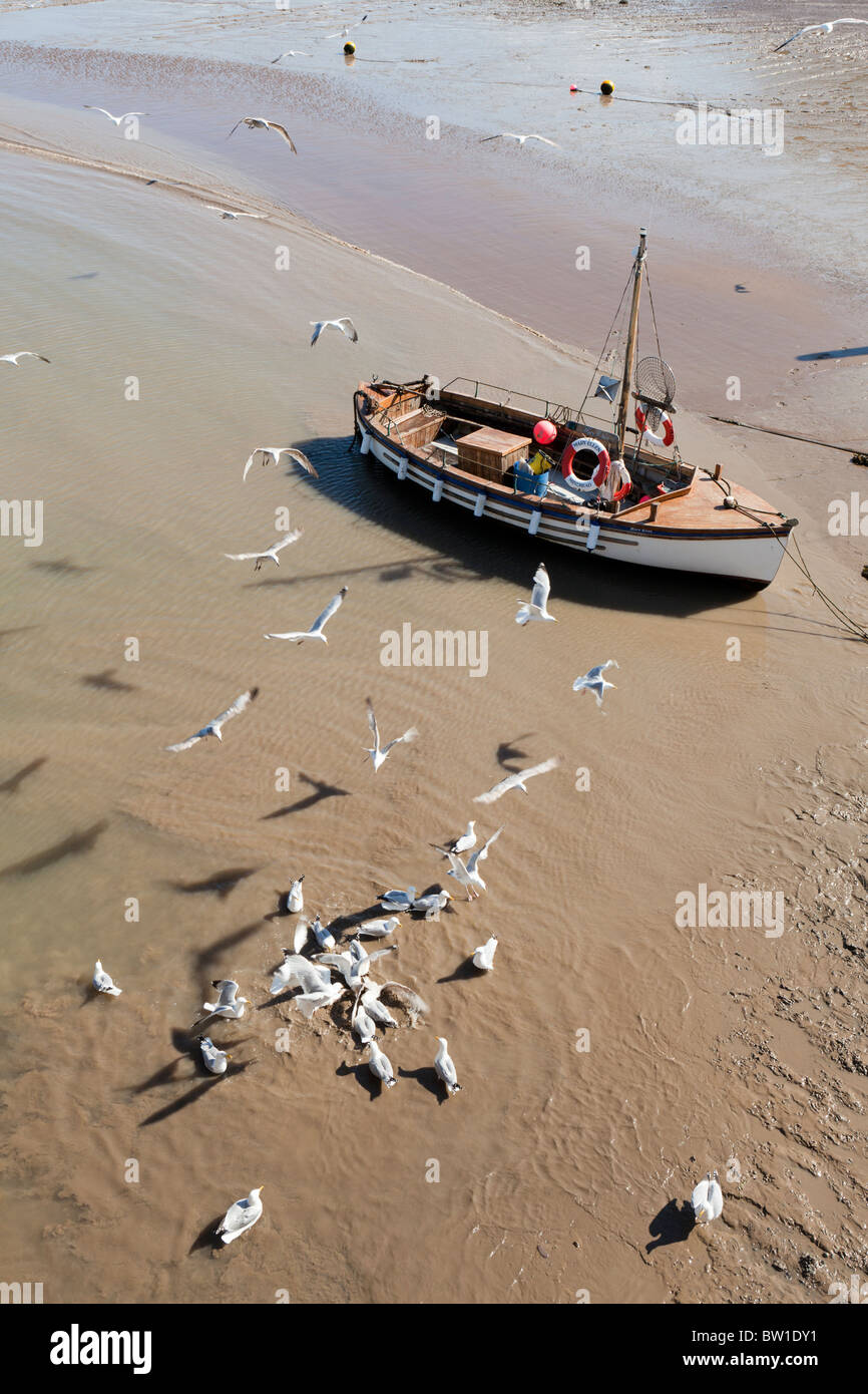 Squabbling seagulls in the harbour at Minehead, Somerset Stock Photo ...