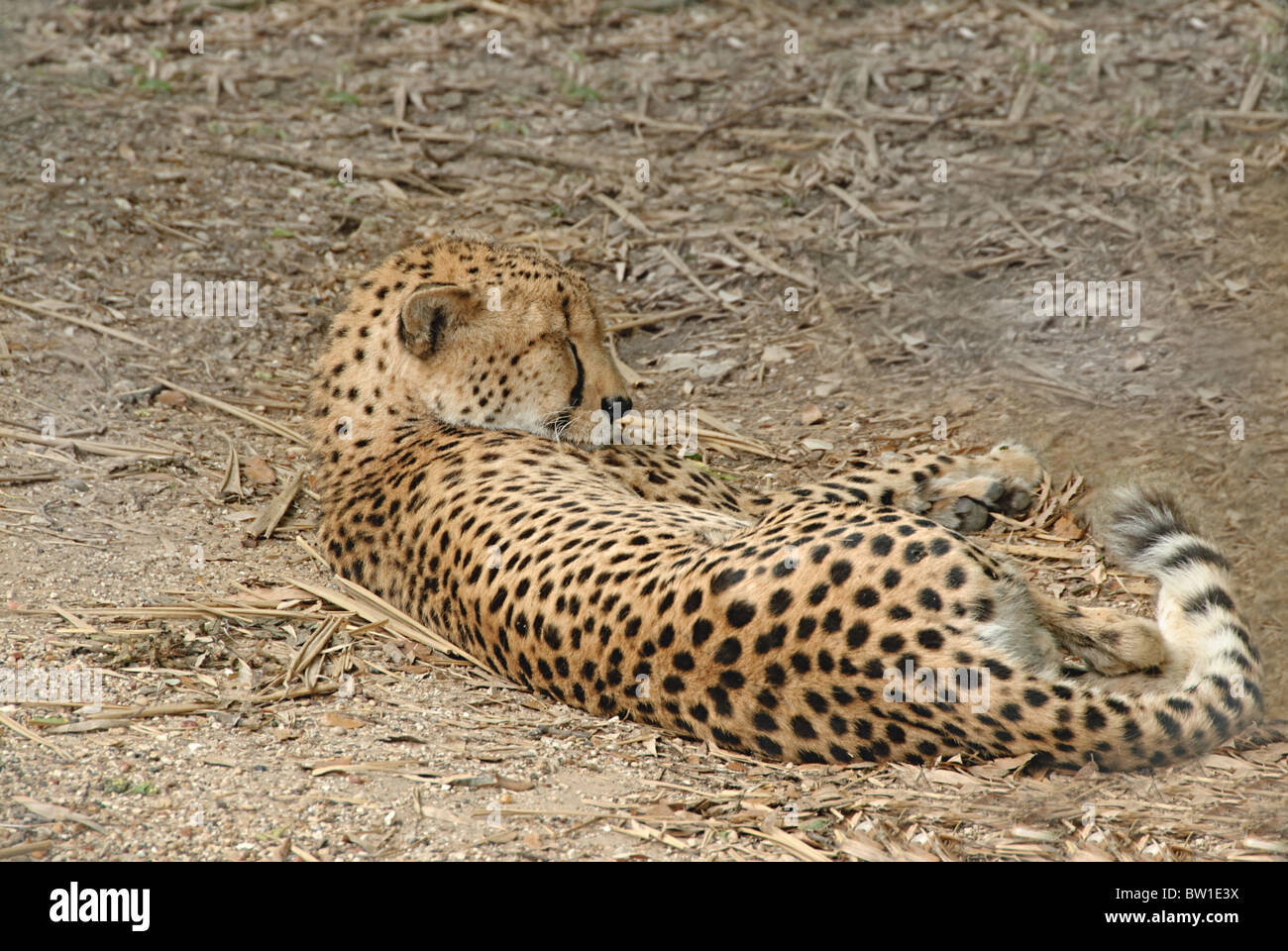 A cheetah sleeping on the ground Stock Photo - Alamy