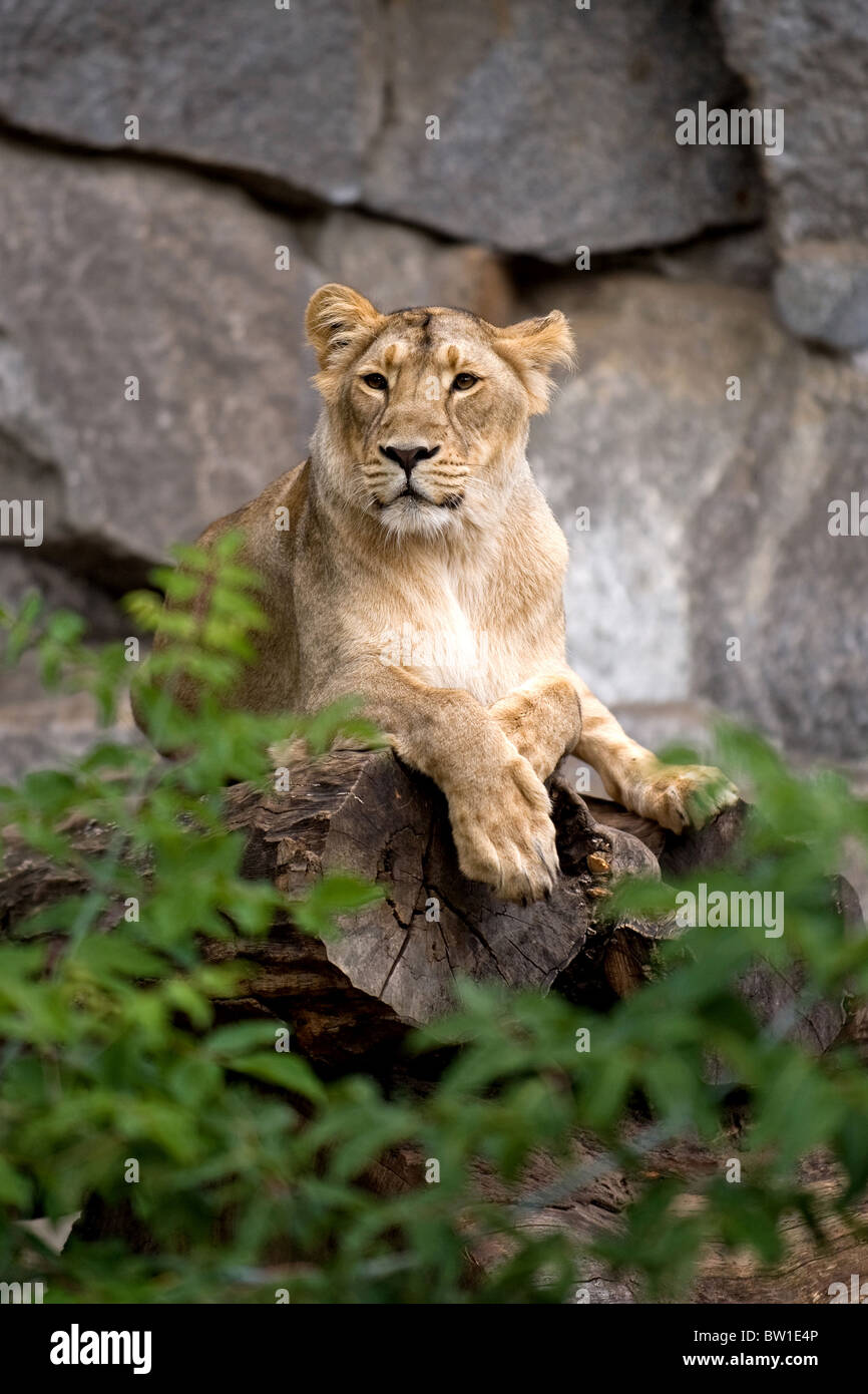 A female lion at the Berlin zoo Stock Photo - Alamy