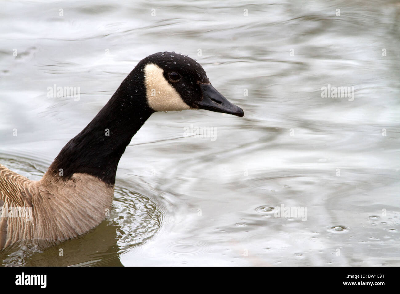 Canada goose bird hi-res stock photography and images - Alamy