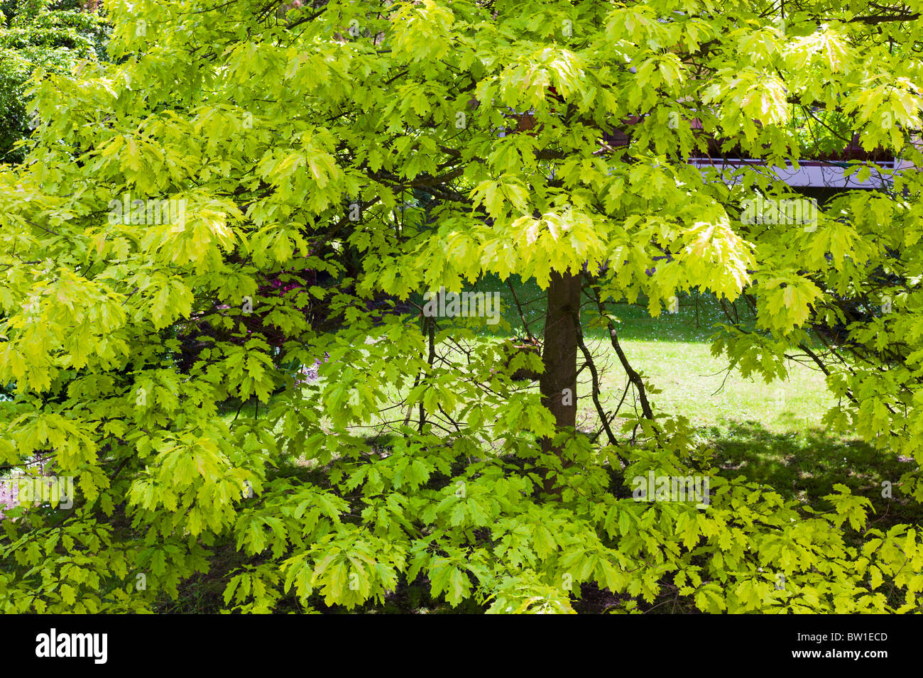 NORTHERN RED OAK TREE WITH SPRING FOLIAGE Stock Photo - Alamy
