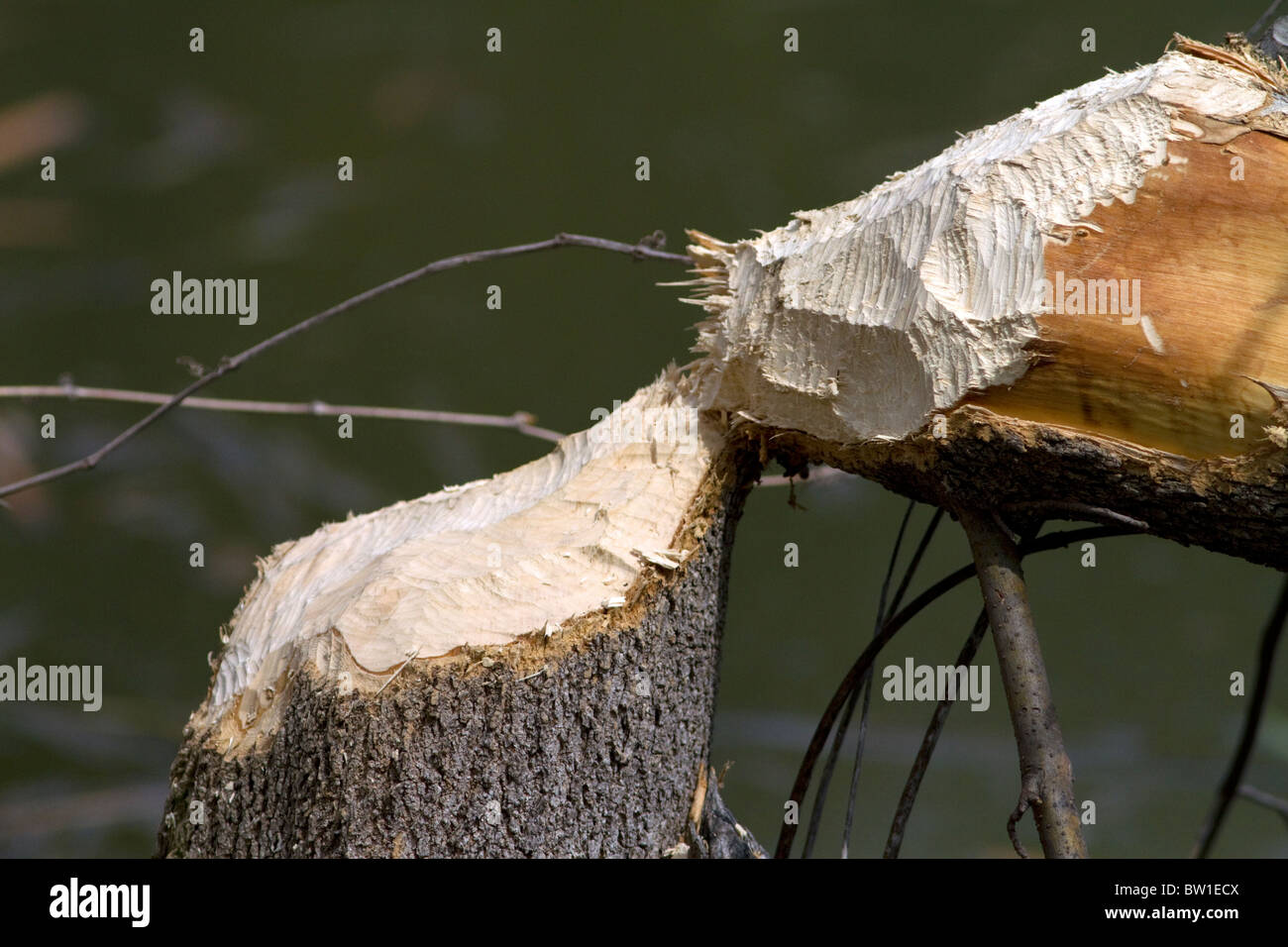Beaver tree chew hi-res stock photography and images - Alamy