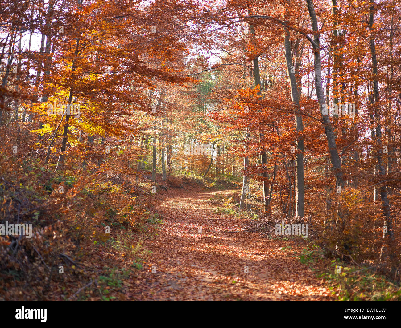 Fagus forest hi-res stock photography and images - Alamy