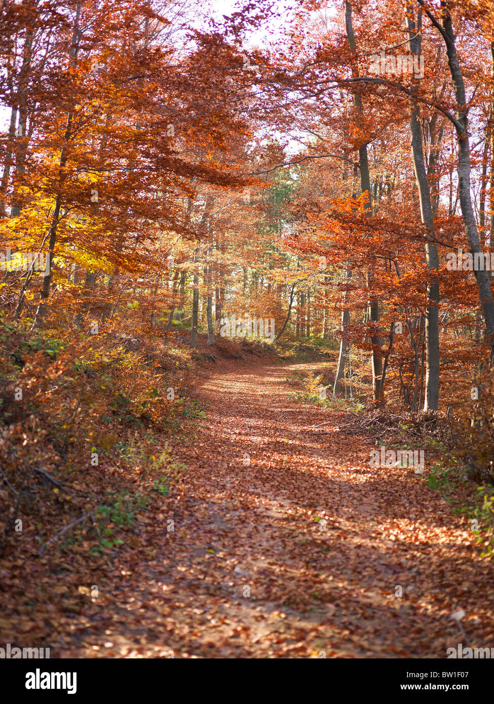 Forest and road in Fall Autumn Stock Photo - Alamy