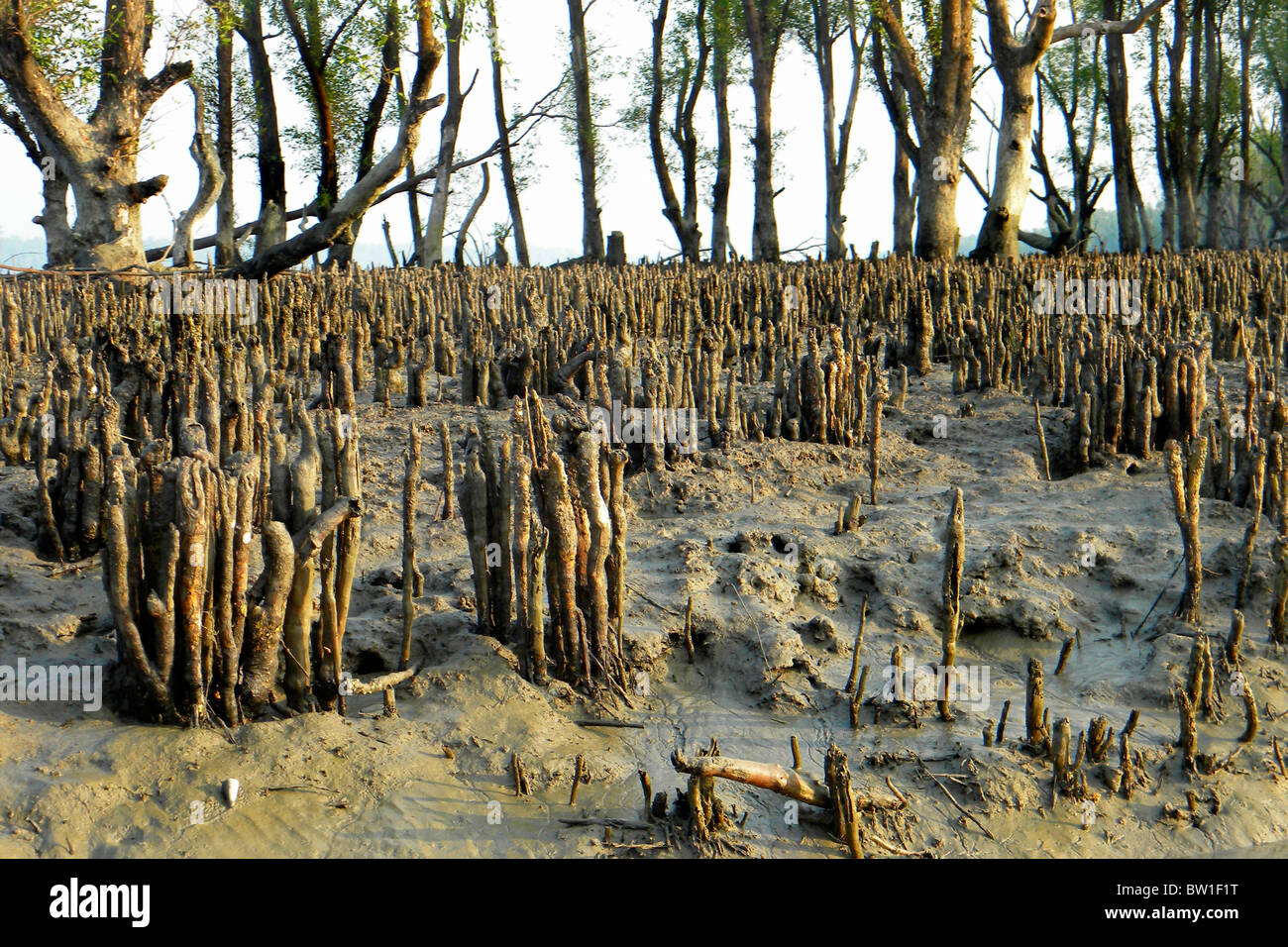 mangroves, Sundarbans National Park, Bangladesh Stock Photo - Alamy