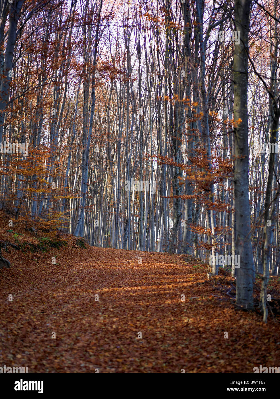 Forest in Fall Stock Photo - Alamy