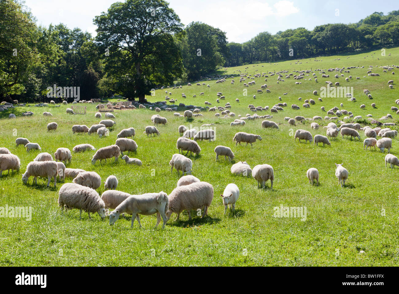 Welsh rural landscape sheep grazing hi-res stock photography and images ...
