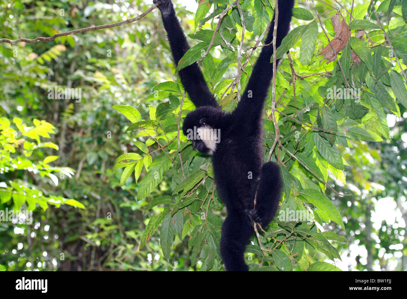 China - White-cheeked gibbon Stock Photo - Alamy