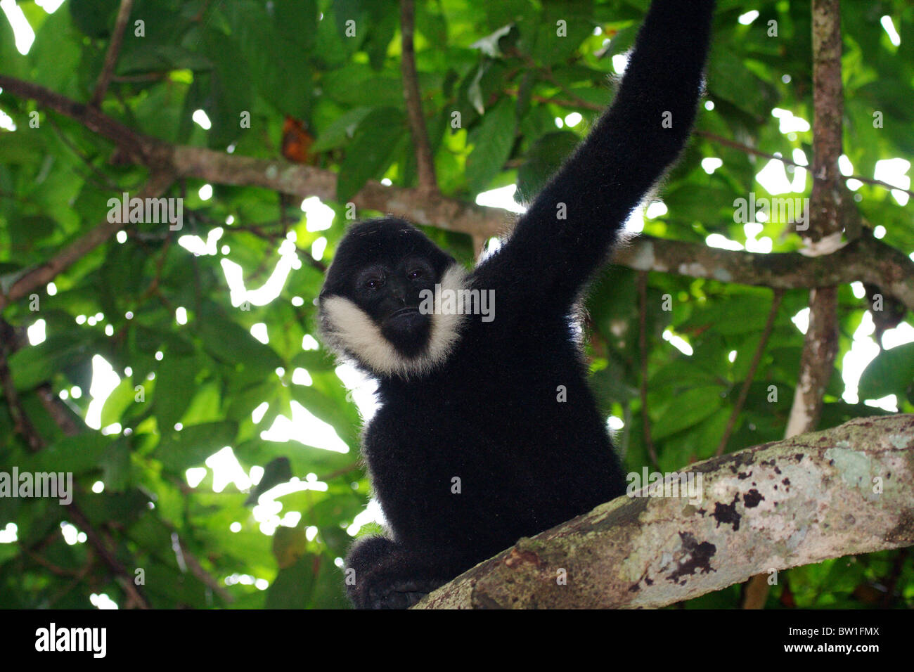 Black crested gibbon china hi-res stock photography and images - Alamy
