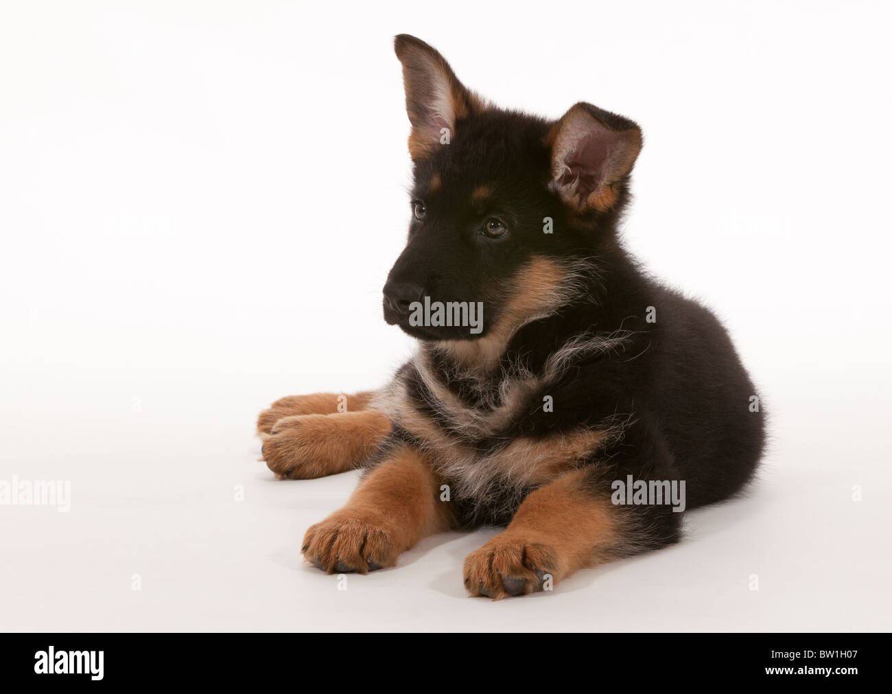 German Shepherd Dog puppy at eight weeks old Stock Photo - Alamy