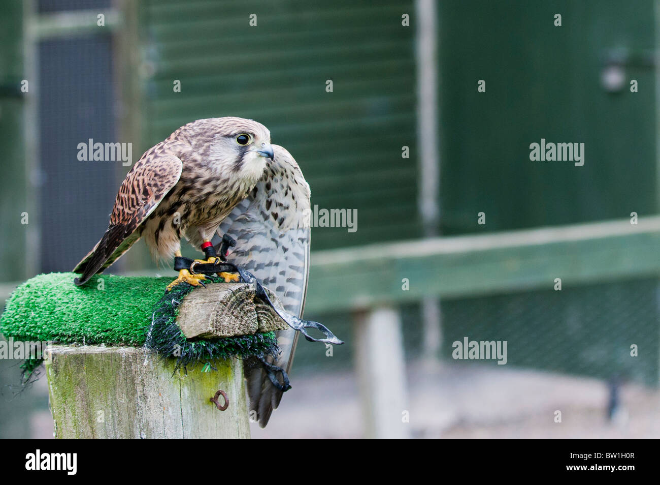 Kestrel (falco tinnunculus) sitting on falconry perch Stock Photo - Alamy