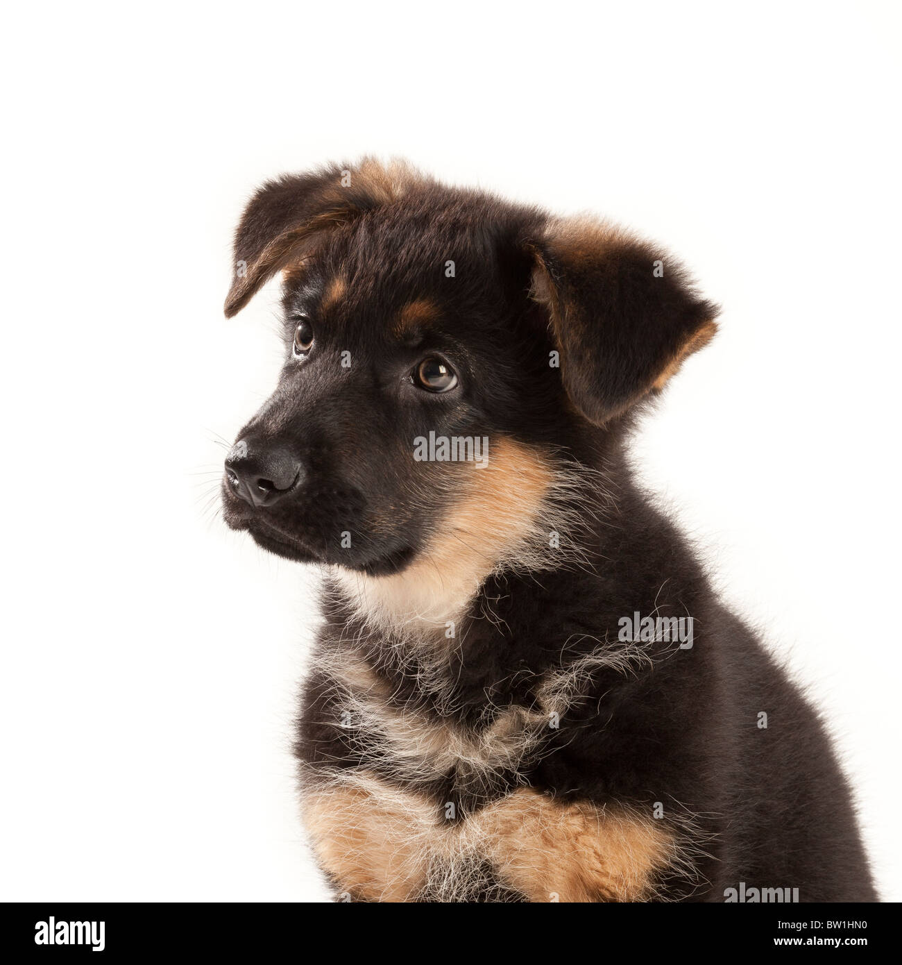 German Shepherd Dog puppy at nine weeks old Stock Photo - Alamy