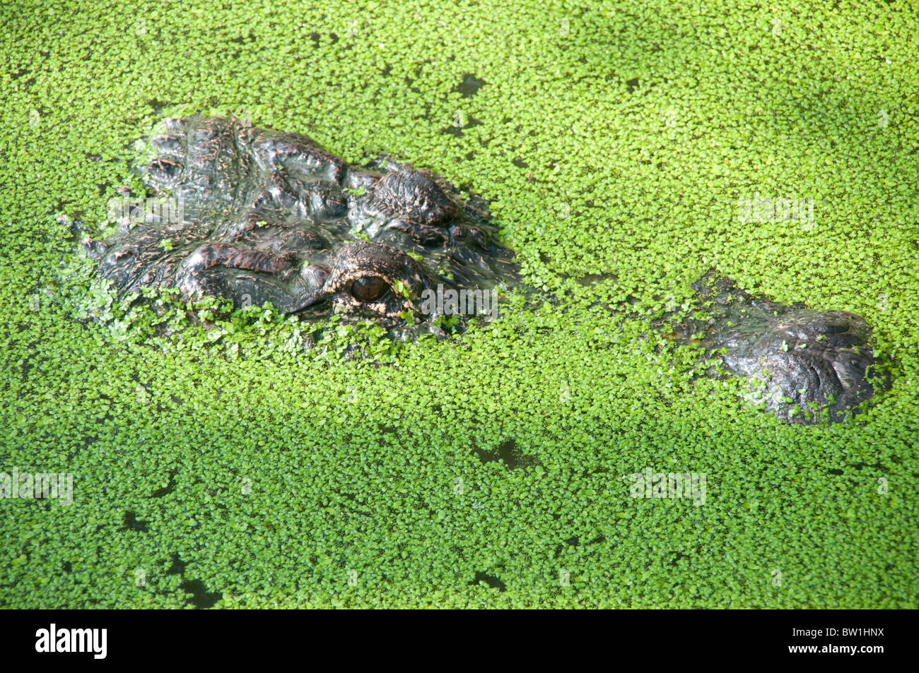 American alligator up close hi-res stock photography and images - Alamy