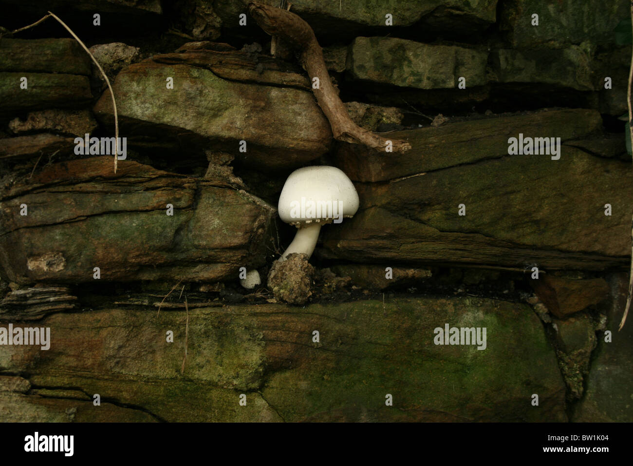 Mushroom in wall Stock Photo - Alamy