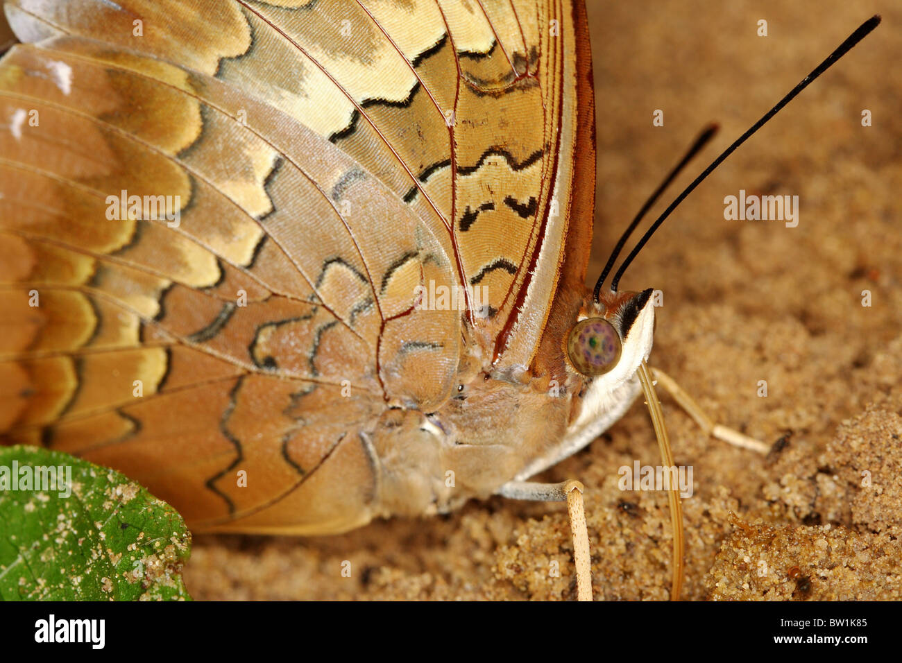 Tropical butterfly in a rainforest, Yunnan, China Stock Photo - Alamy