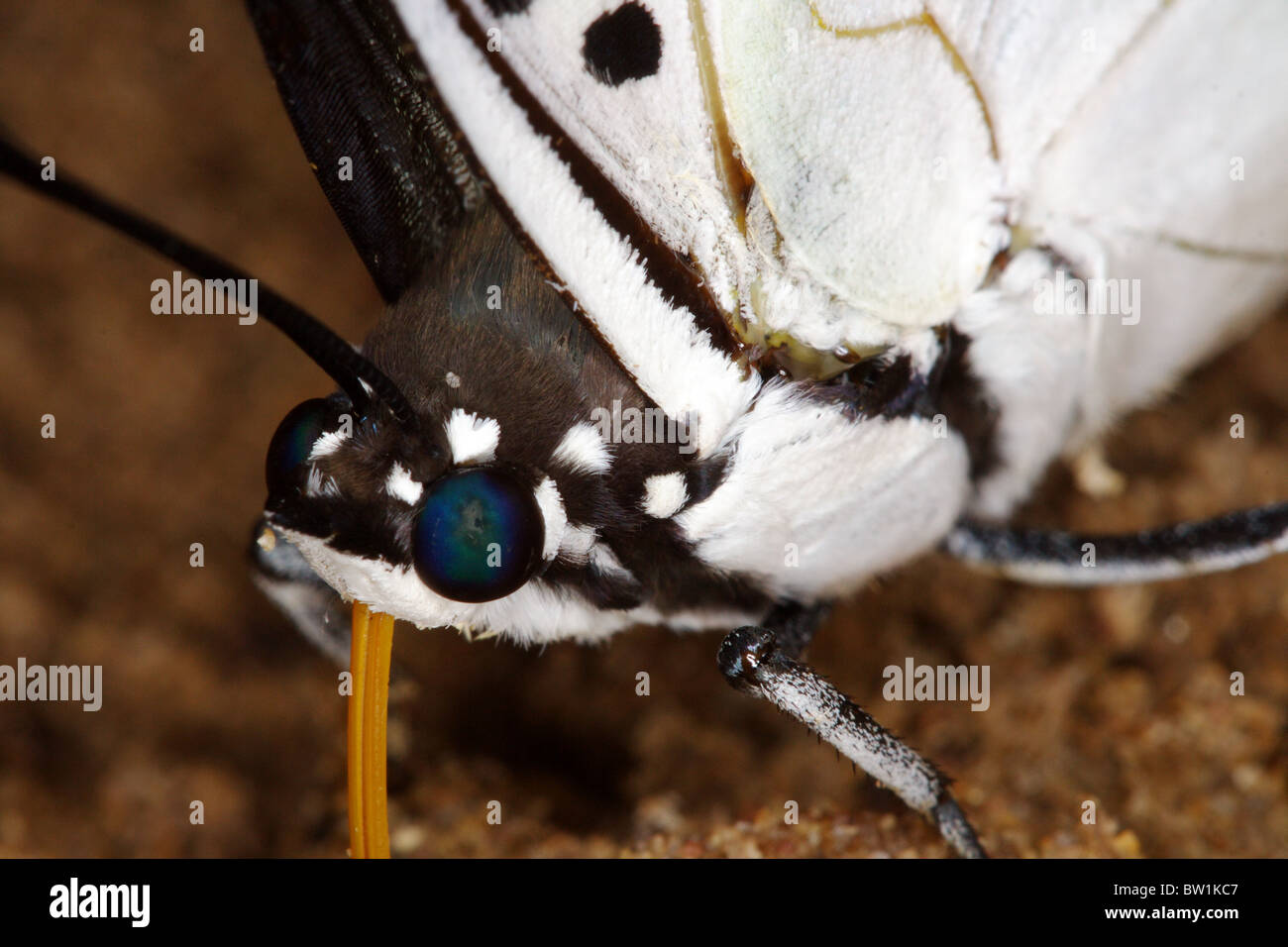 Tropical butterfly in a rainforest, Yunnan, China Stock Photo - Alamy