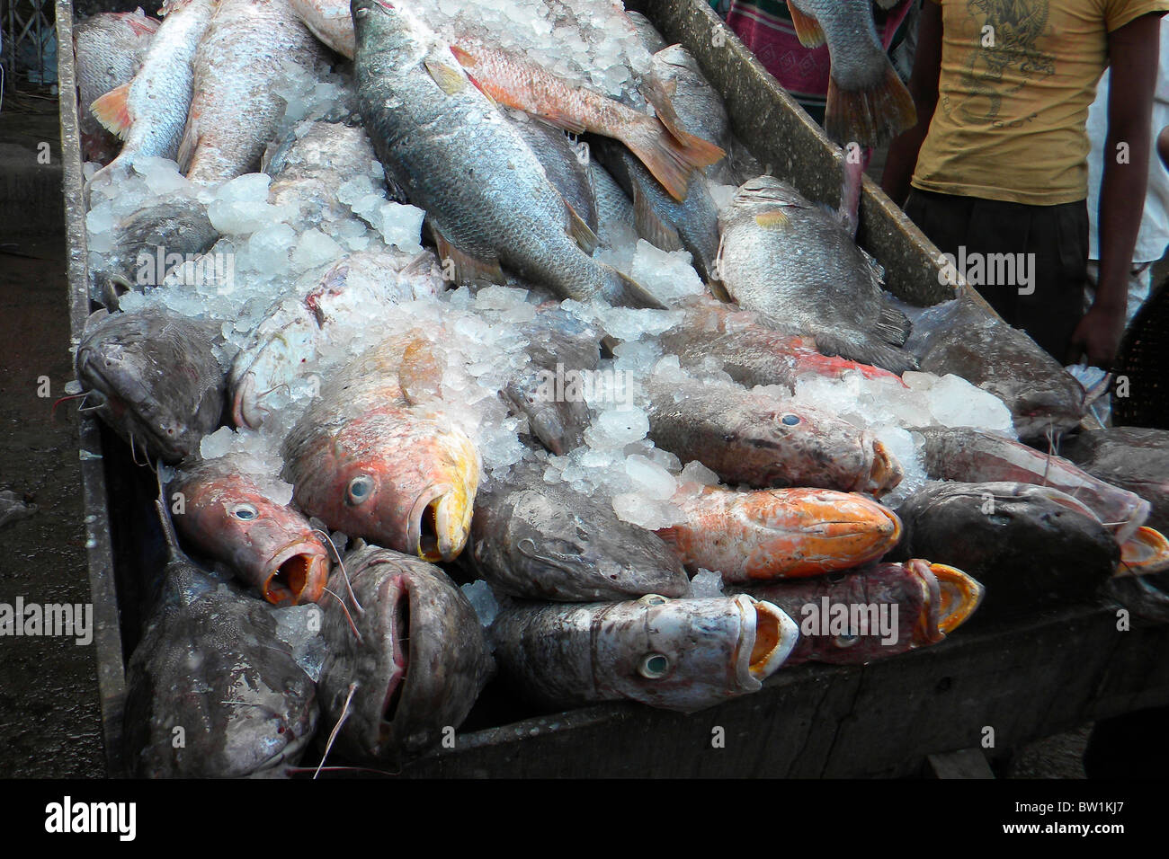 Fish market, Chittagong, Bangladesh Stock Photo - Alamy
