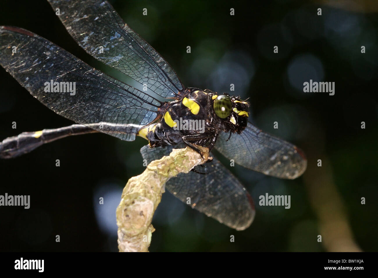 Tropical dragonfly, Yunnan, China Stock Photo - Alamy