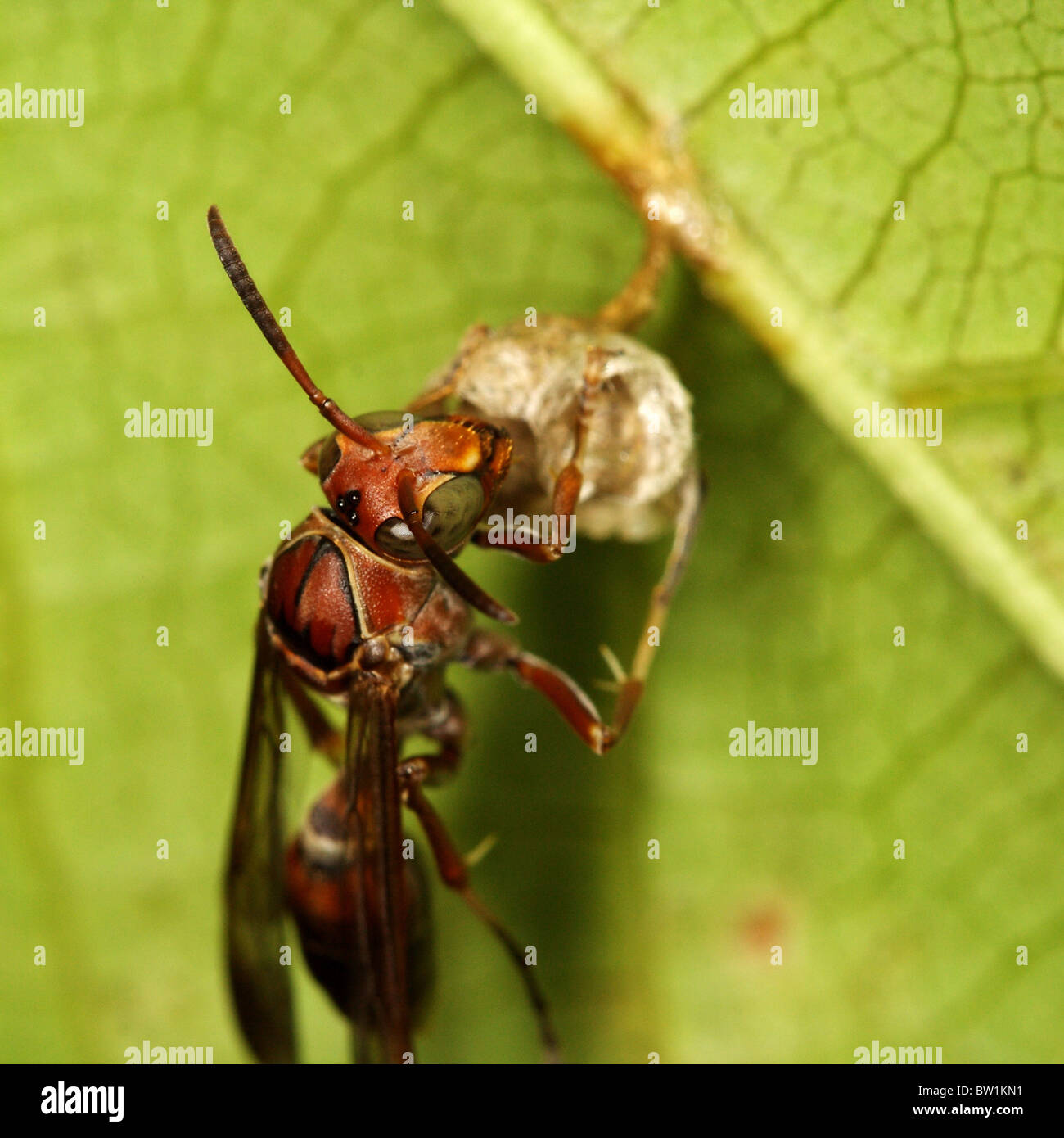 Yunnan wilderness hi-res stock photography and images - Alamy