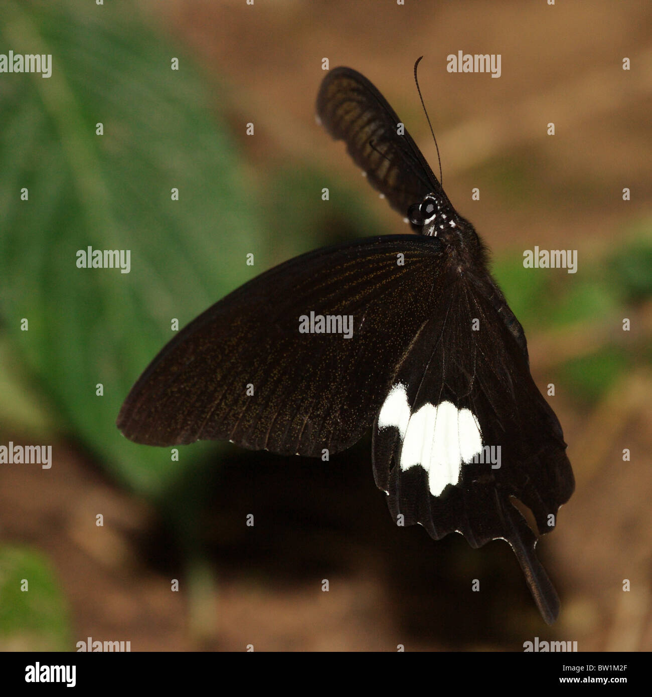 Tropical butterfly in a rainforest, Yunnan, China Stock Photo - Alamy