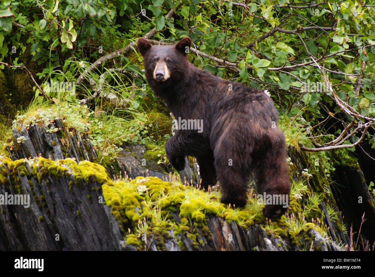 Alaska black bear in the summer time photo taken from 30 feet away ...