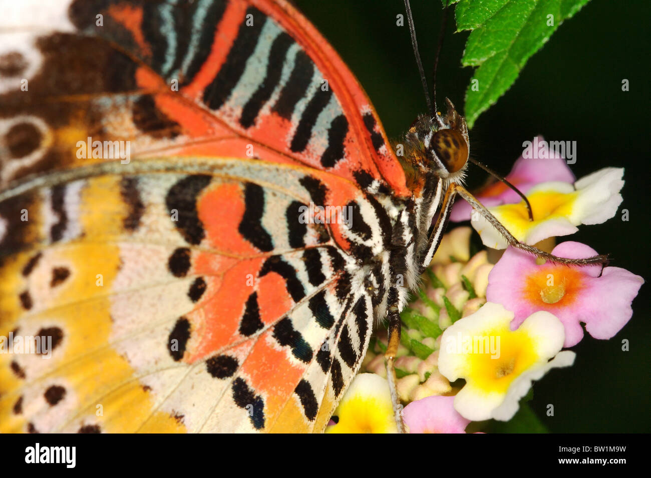 Tropical butterfly in a rainforest, Yunnan, China Stock Photo - Alamy