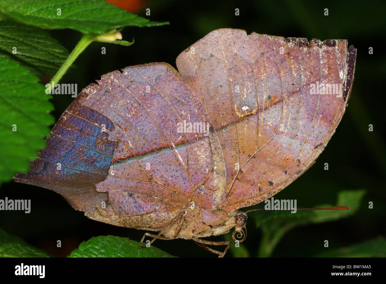 Tropical butterfly in a rainforest, Yunnan, China Stock Photo - Alamy