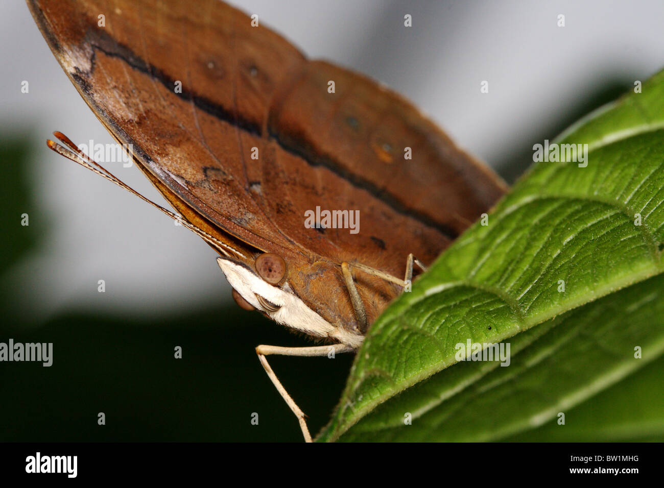 Tropical butterfly in a rainforest, Yunnan, China Stock Photo - Alamy