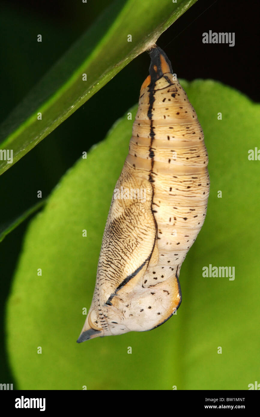 Tropical chrysalis, Yunnan, China Stock Photo - Alamy