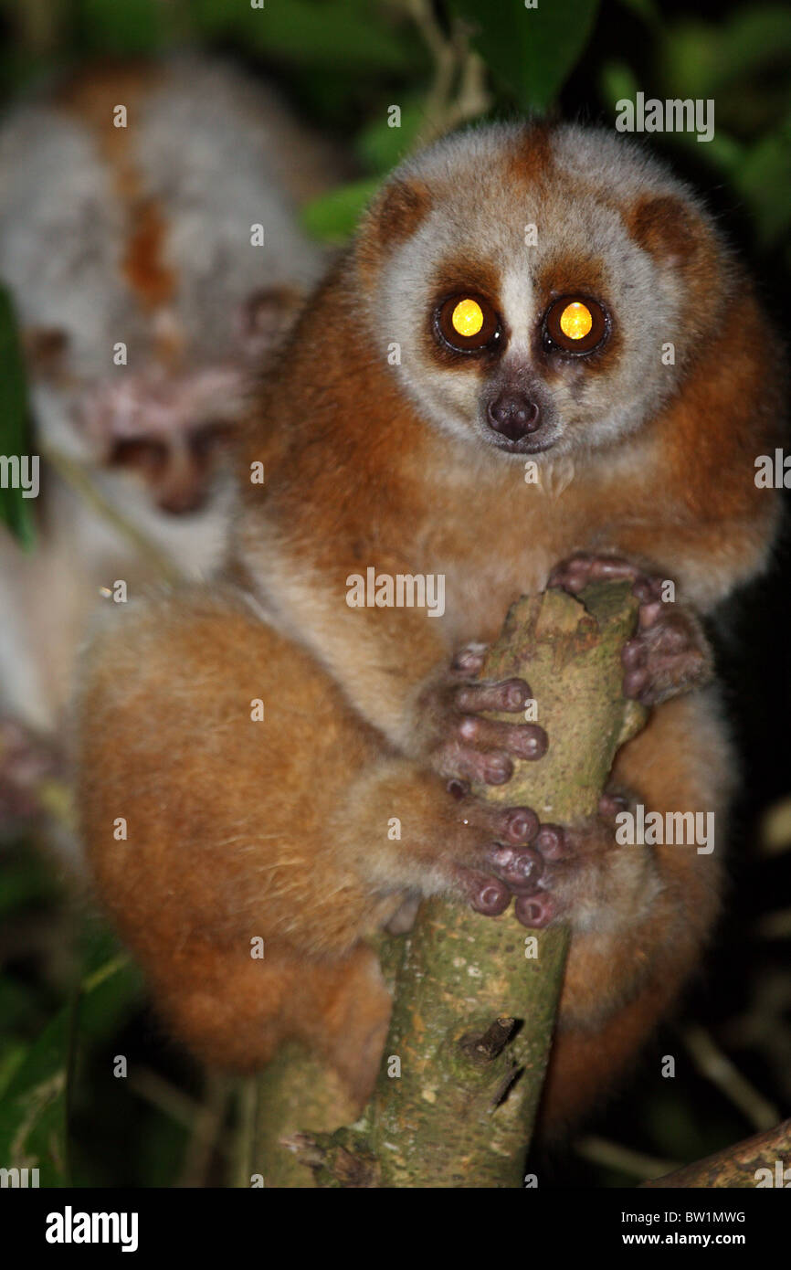 Slow loris hi-res stock photography and images - Alamy