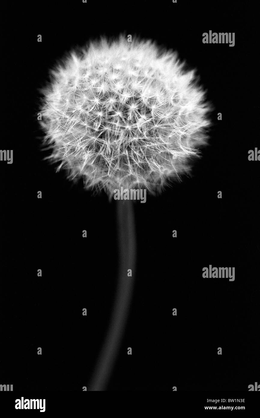 Dandelion head b&w Stock Photo - Alamy